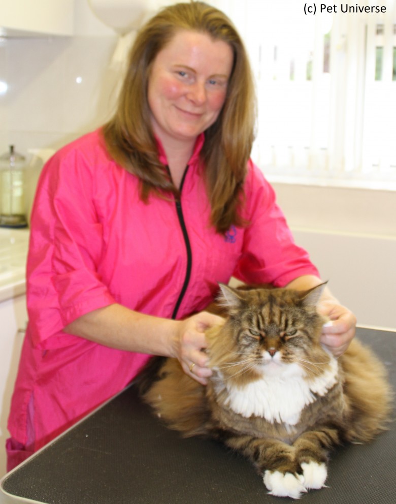 About us – Mobile Cat Grooming Chorley Lancashire by Essentially Purrfect