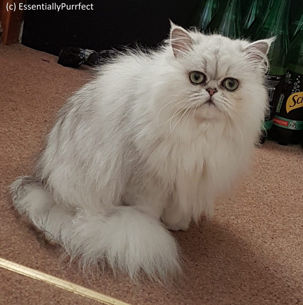 dinky dolly – Mobile Cat Grooming Chorley Lancashire by Essentially ...